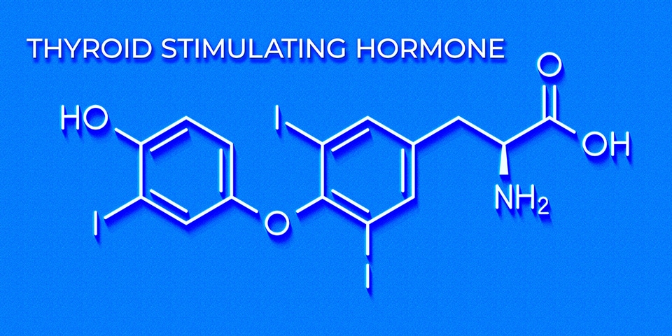 What is TSH (thyroid stimulating hormone)? — Clearblue® What is TSH (thyroid stimulating hormone)? — Clearblue®