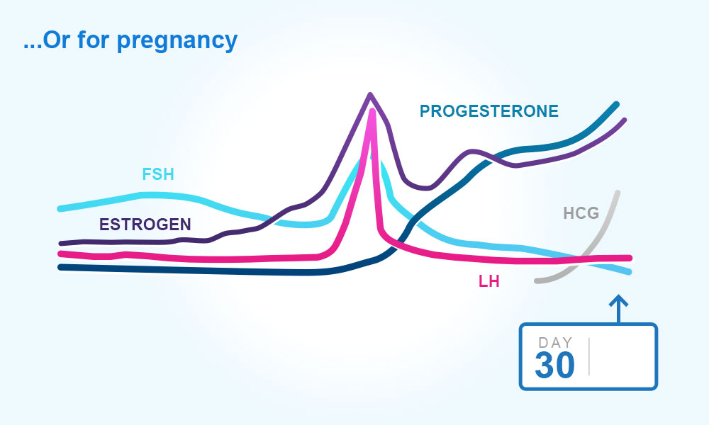Understanding Menstrual Cycles Your Periods And Ovulation Clearblue